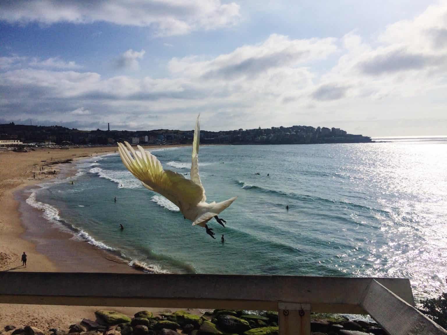 Bondi Beach Facts You Probably Didn't Know - Bondi 38